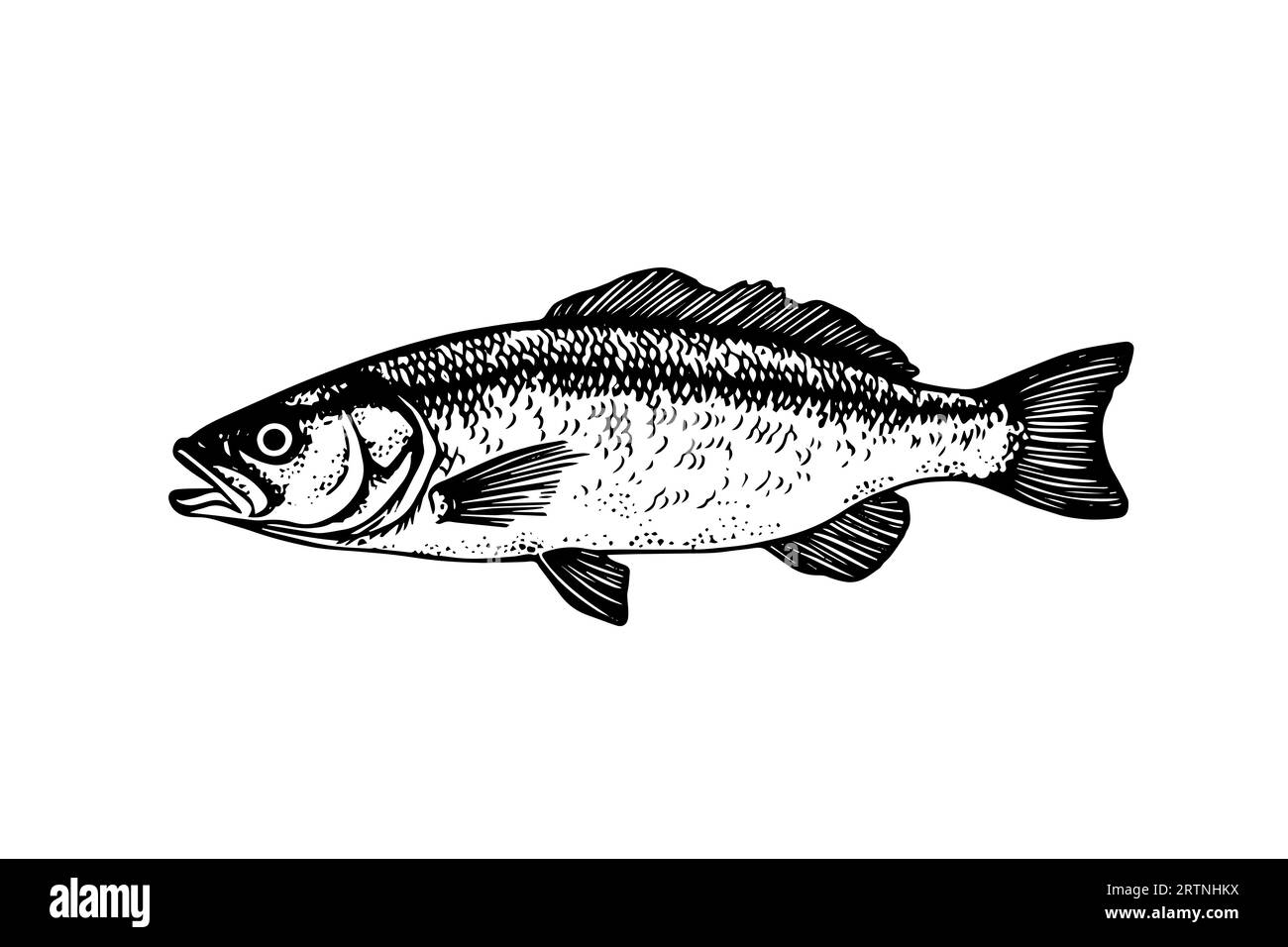 Pike hand drawn engraving fish isolated on white background. Vector ...