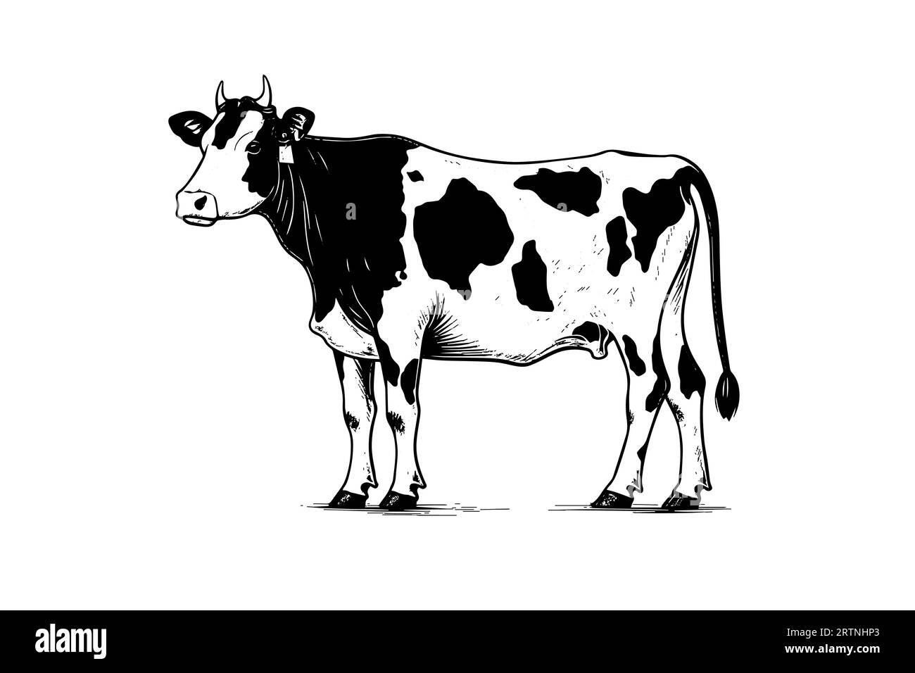 Alpine cow vector hand drawn engraving style illustration Stock Vector ...