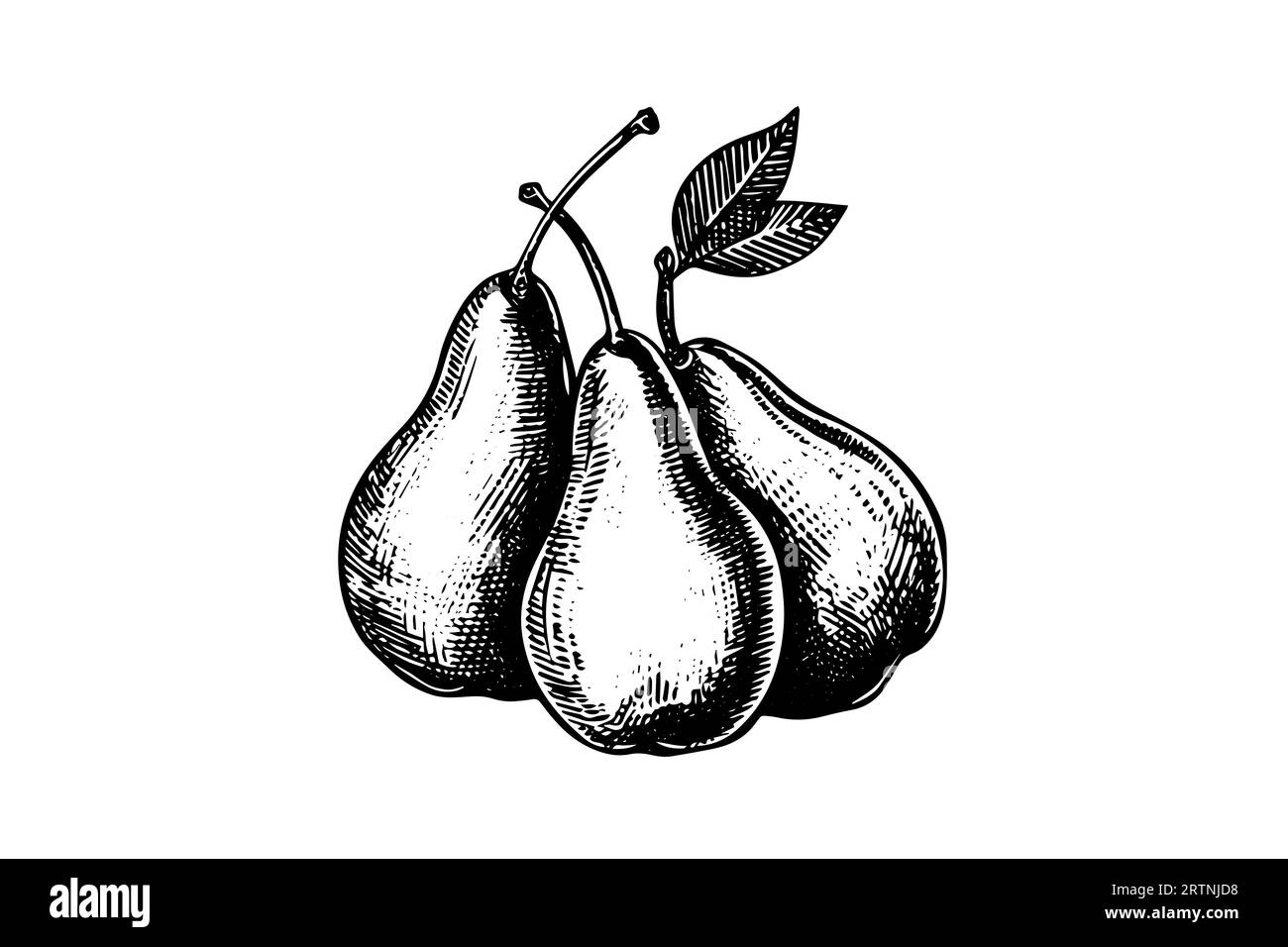 Set of pears. Ink sketch isolated on white background. Hand drawn ...