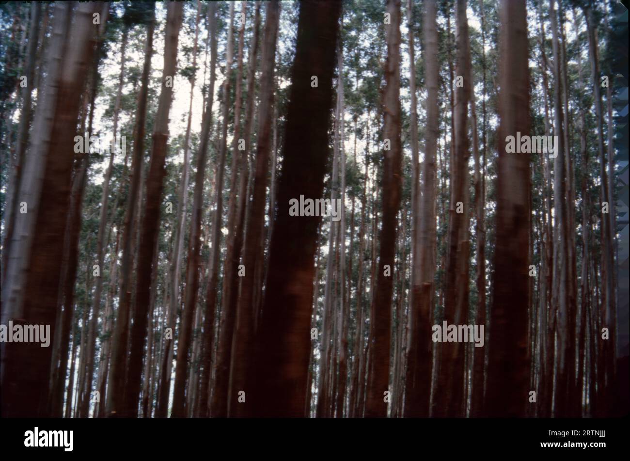 Mudumalai forest hi-res stock photography and images - Alamy