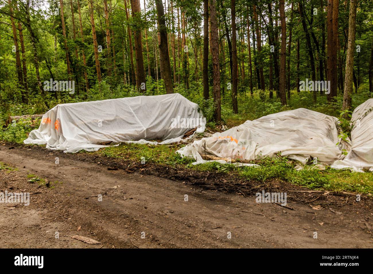 Logs from trees infected by European spruce bark beetle are covered to ...