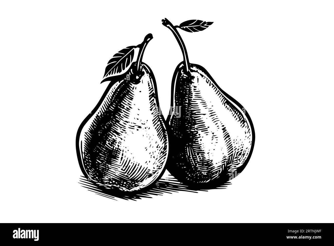 Set of pears. Ink sketch isolated on white background. Hand drawn ...