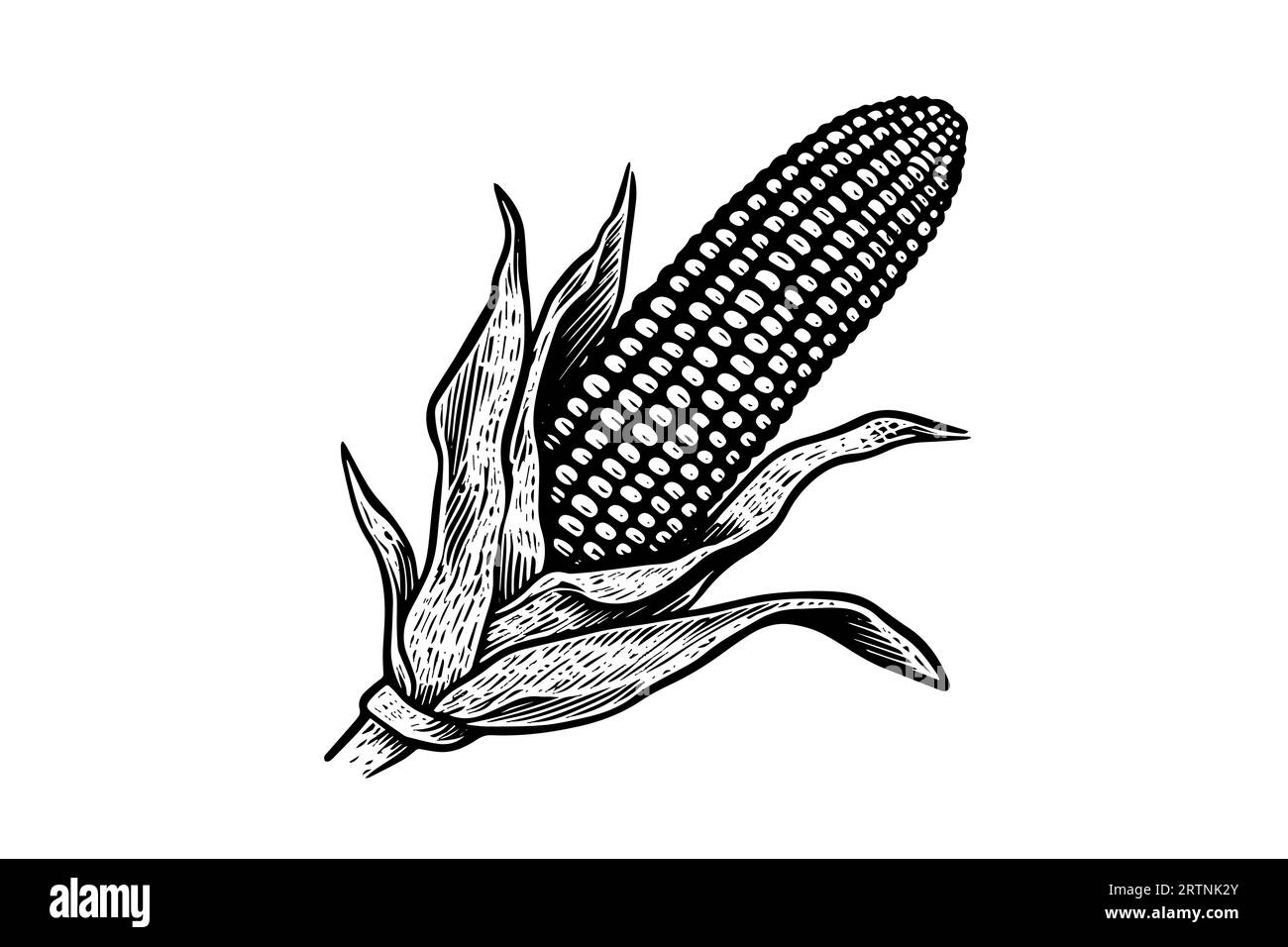 Corn hand drawing sketch vintage engraving vector illustration Stock ...