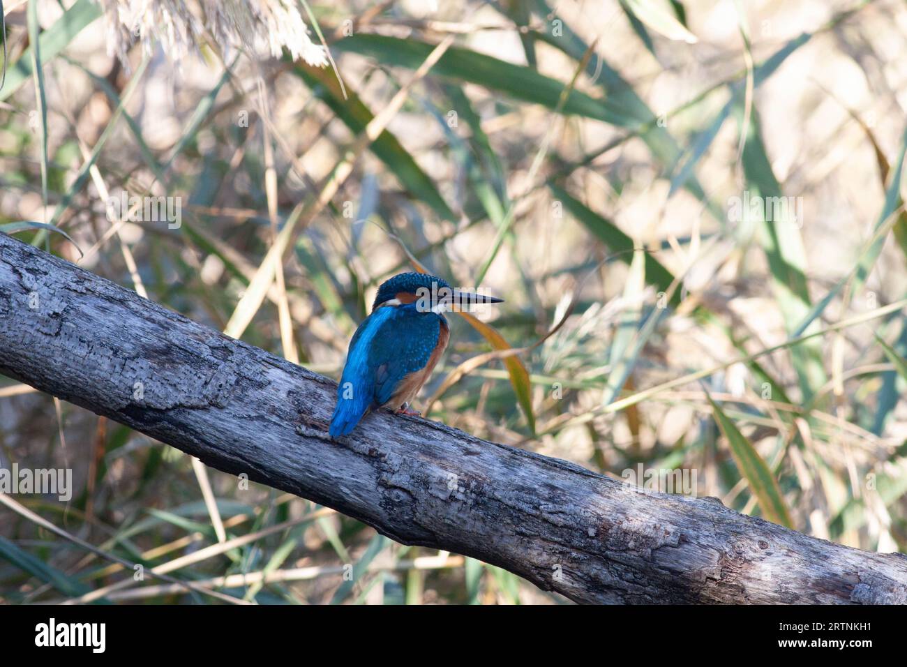 Sentina hi-res stock photography and images - Alamy