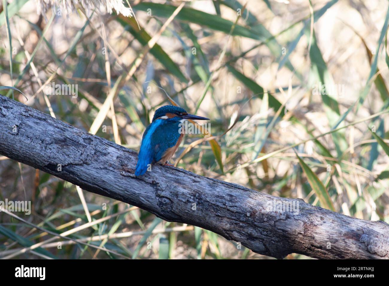 Sentina hi-res stock photography and images - Alamy