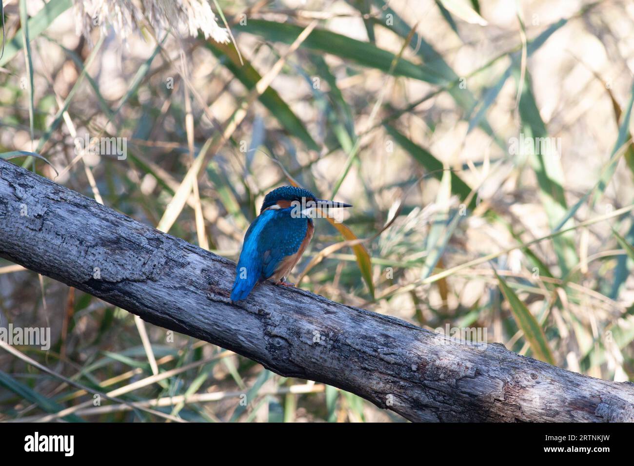 The yellow nightingale hi-res stock photography and images - Alamy