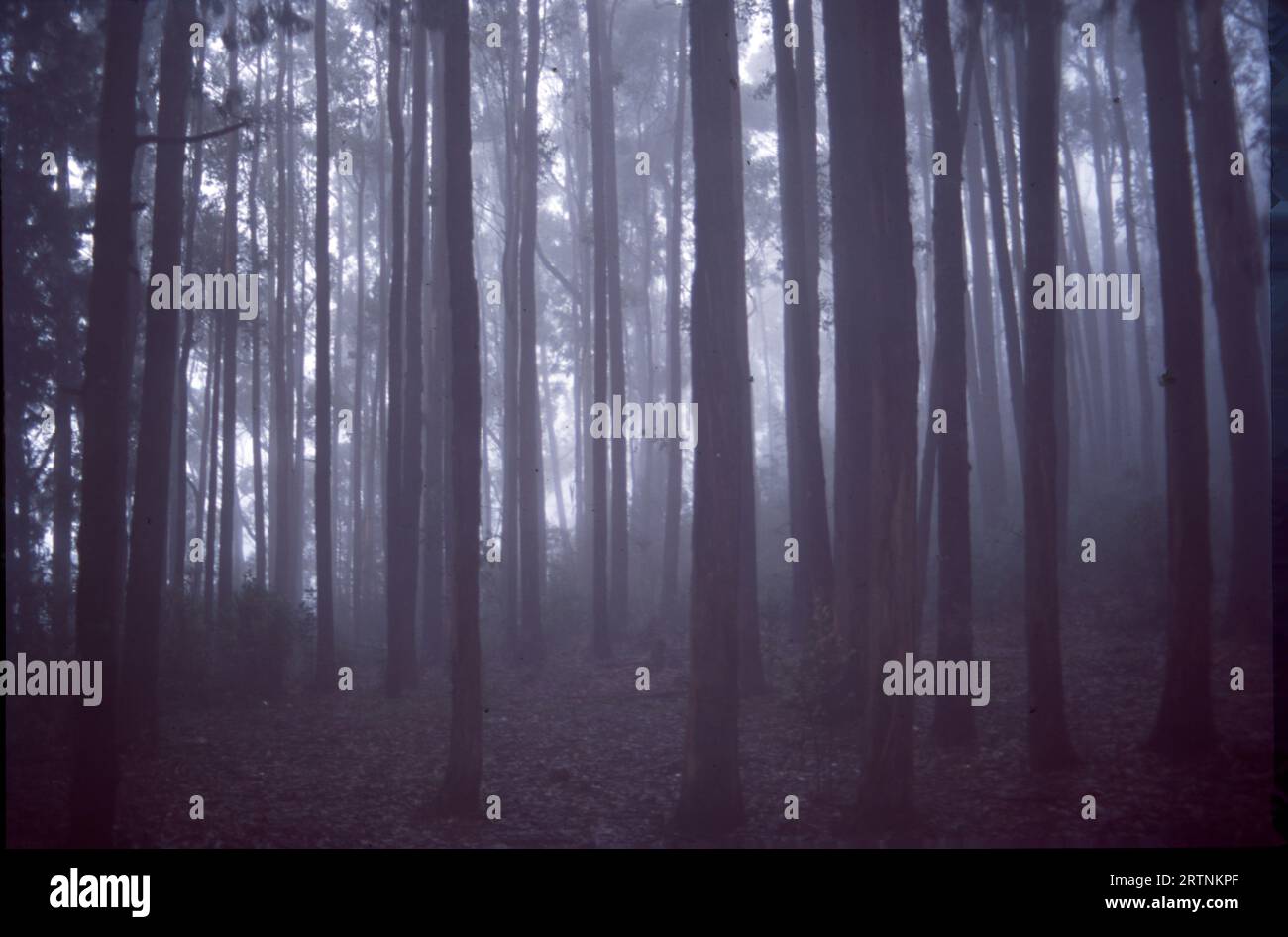 Trees & Forest at Doda Beta Point, Ooty, Tamil Nadu, India Stock Photo ...