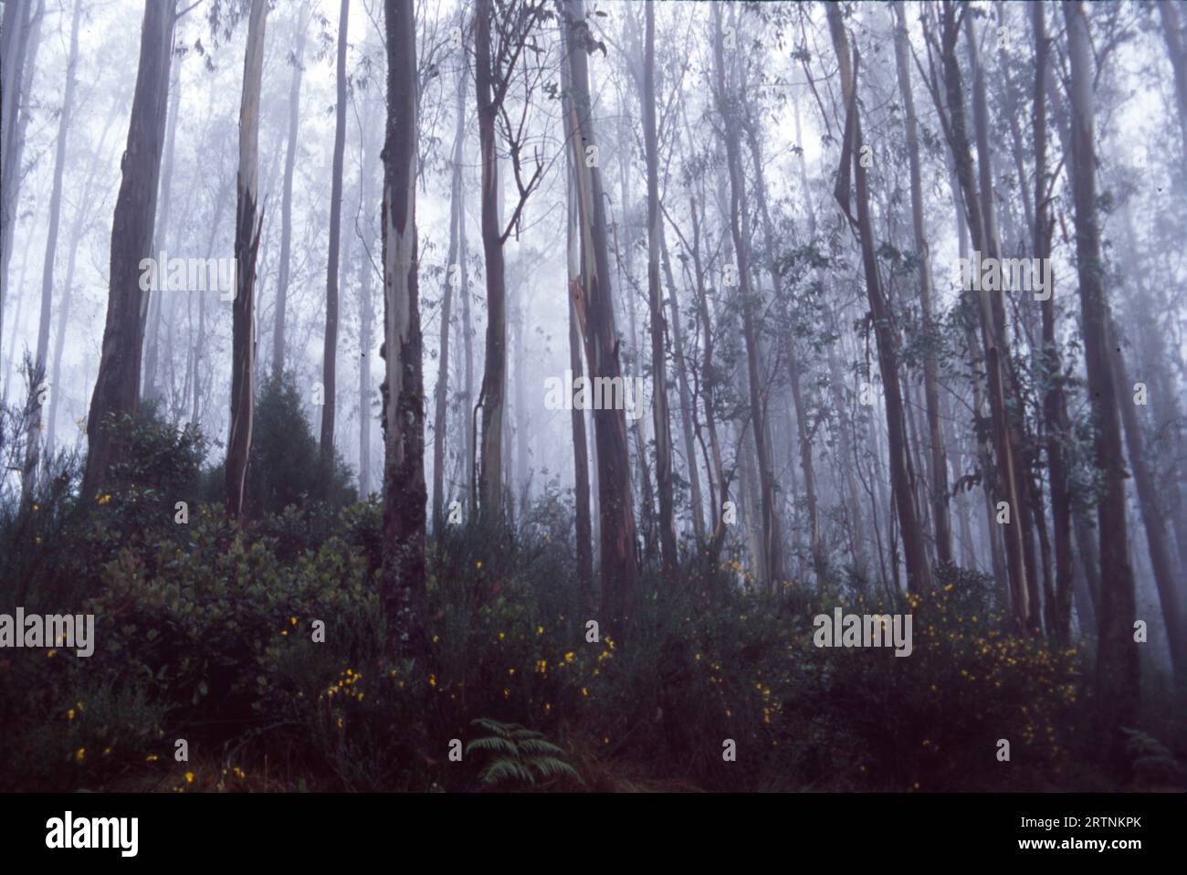 Trees & Forest at Doda Beta Point, Ooty, Tamil Nadu, India Stock Photo ...