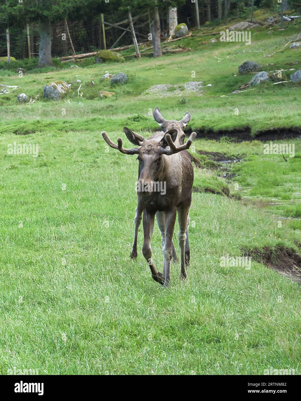 Moose on a green meadow in Scandinavia. King of the forests in Sweden ...