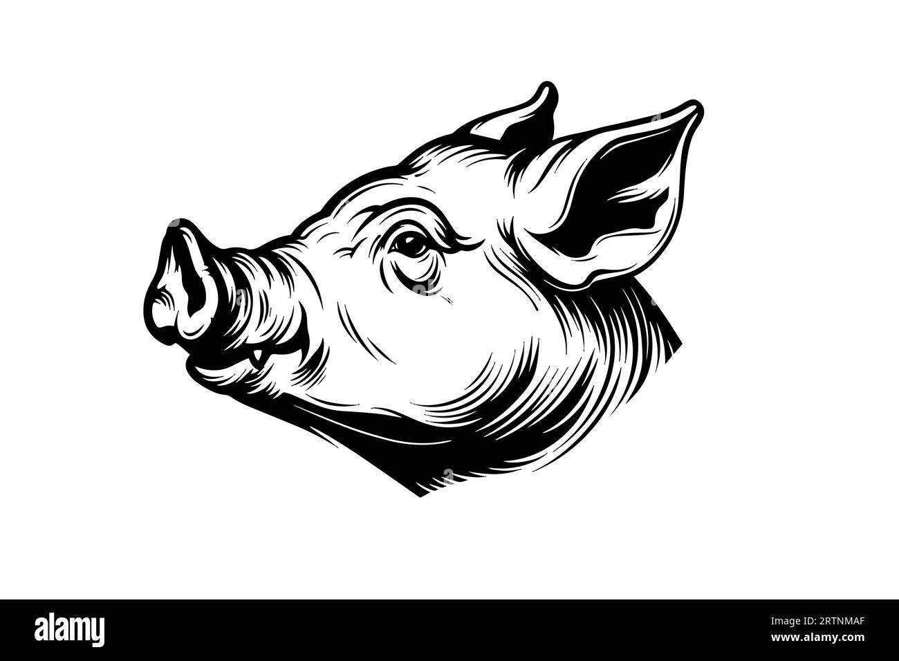 Cute pig or pork head engraving style vector illustration Stock Vector ...