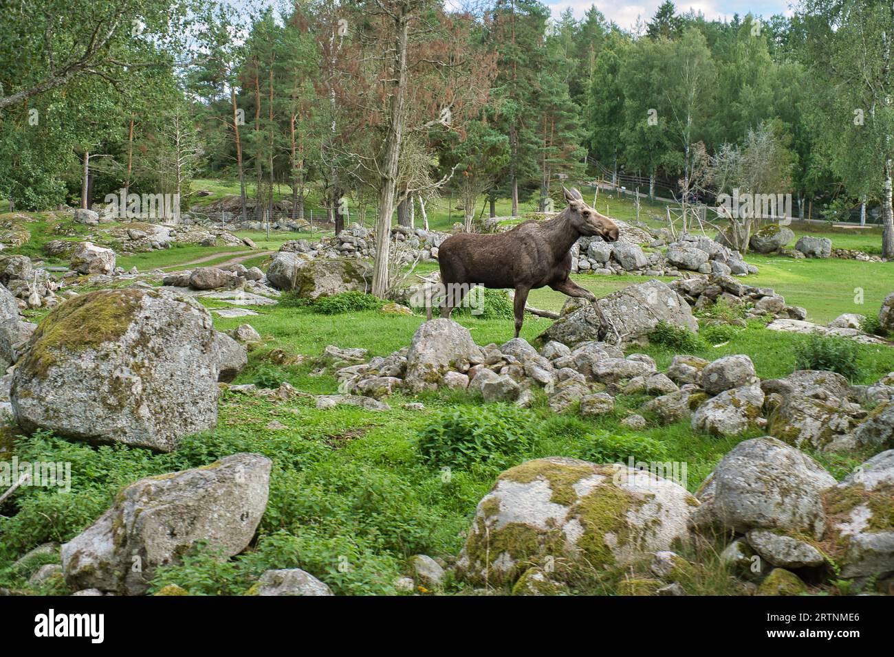 Moose in Scandinavia in the forest between trees and stones. King of ...
