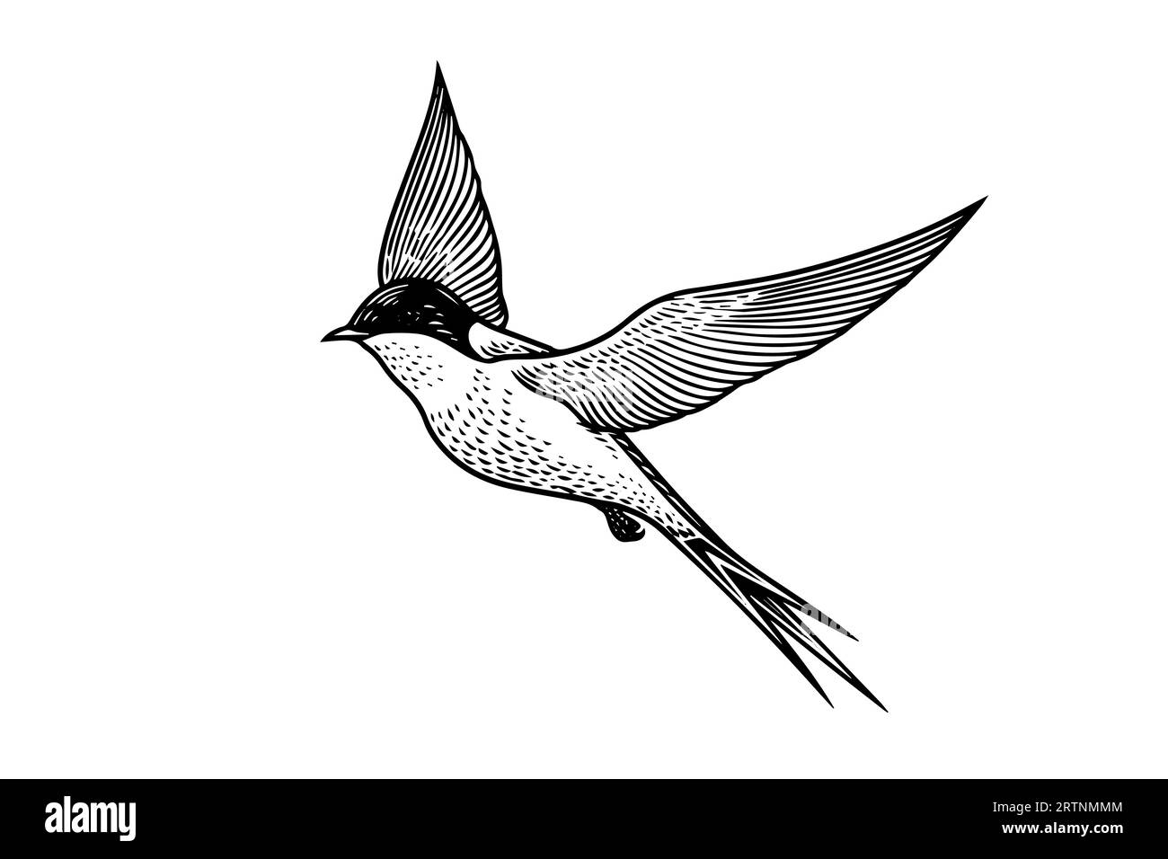 Ink sketch of flying swallow. Hand drawn engraving style vector ...