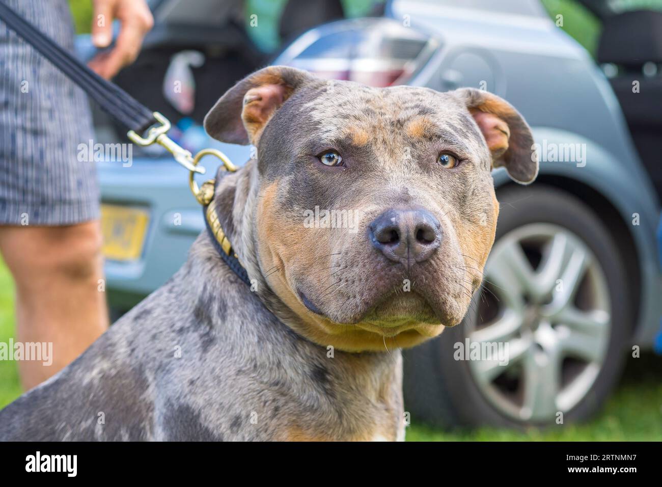 Front close up view of an American XL bully dog wearing its collar, on a lead held by owner ...