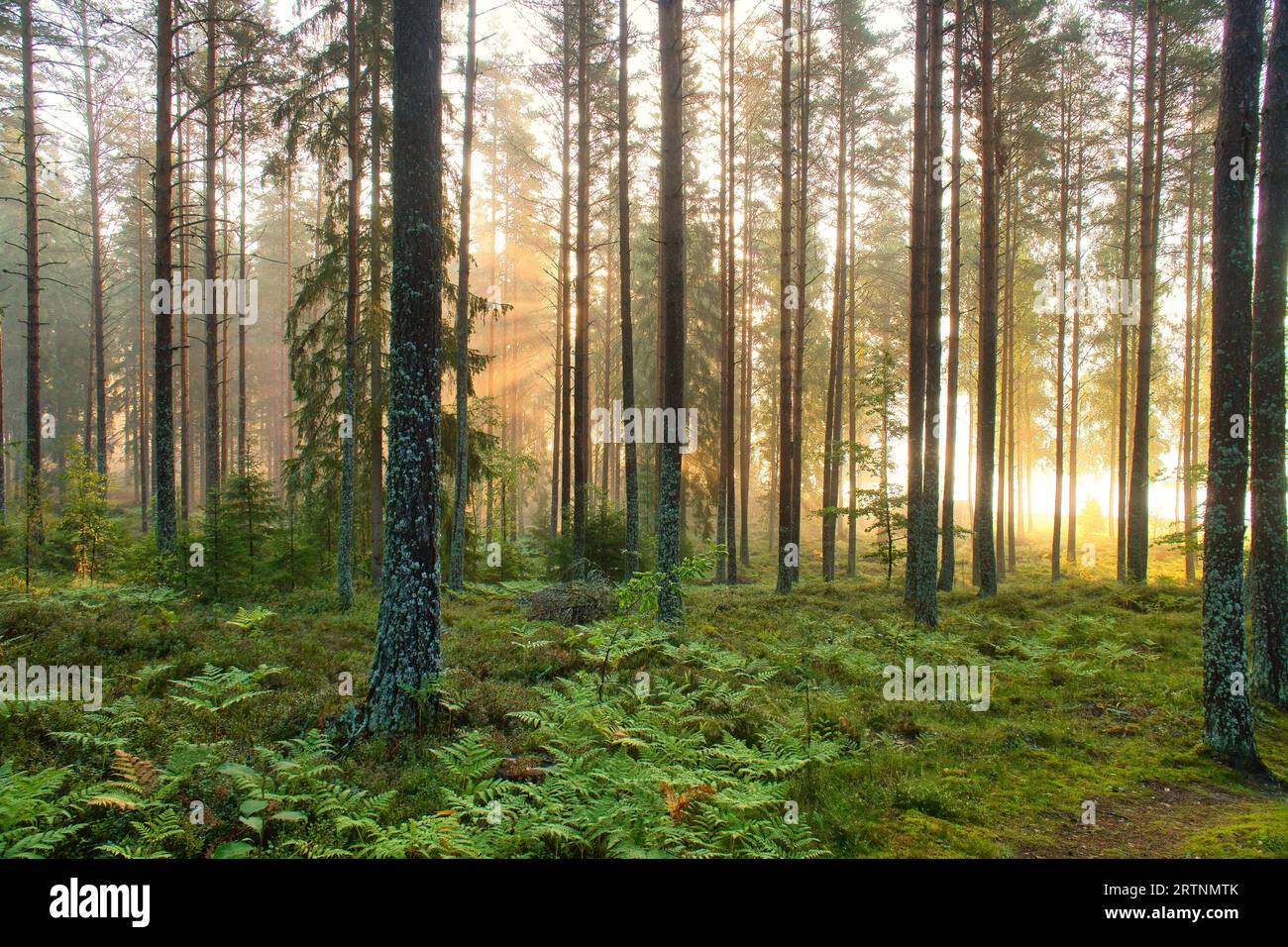 Pine forest by a forest lake at sunrise in Sweden. Sun rays shining ...