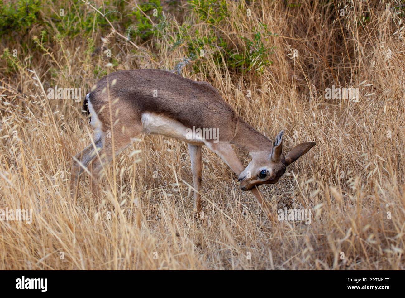 Mountain Gazelle (Gazelle gazelle). Photographed in Israel. The ...