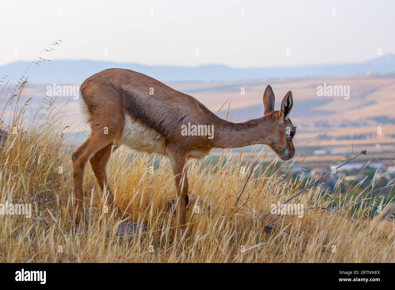 Mountain Gazelle (Gazelle gazelle). Photographed in Israel. The ...