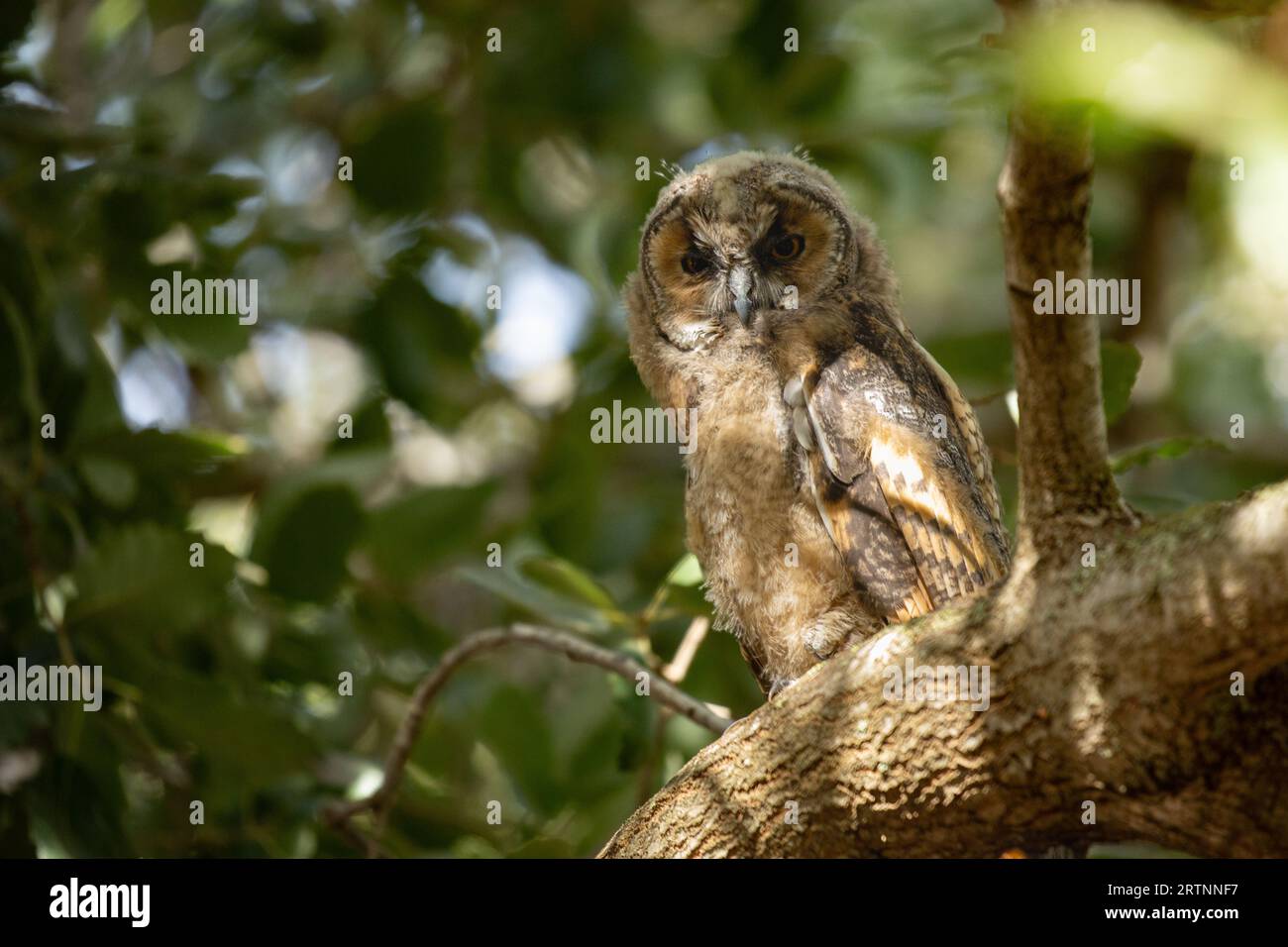 The long-eared owl (Asio otus), also known as the northern long-eared owl or, more informally ...