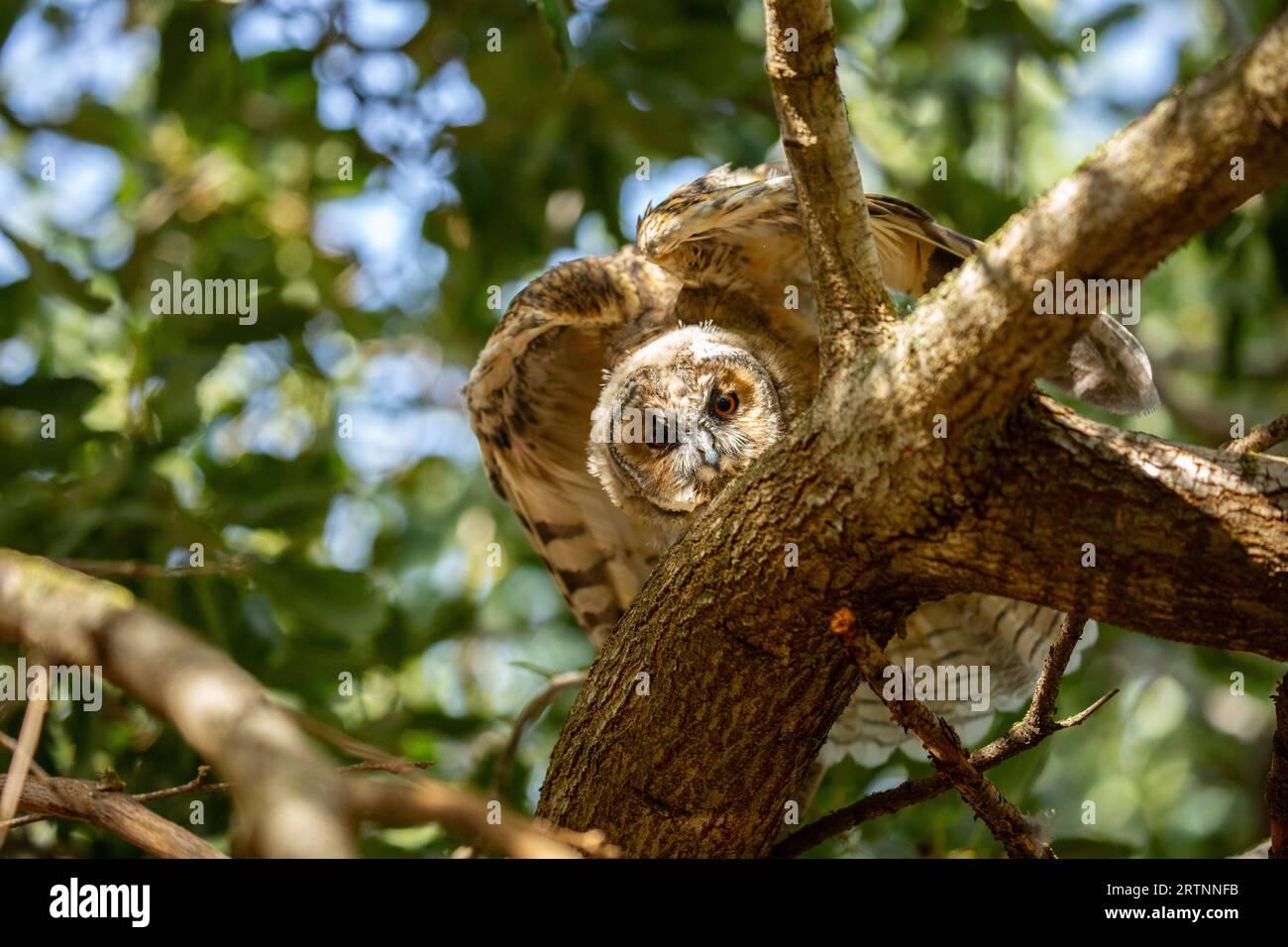 The long-eared owl (Asio otus), also known as the northern long-eared ...