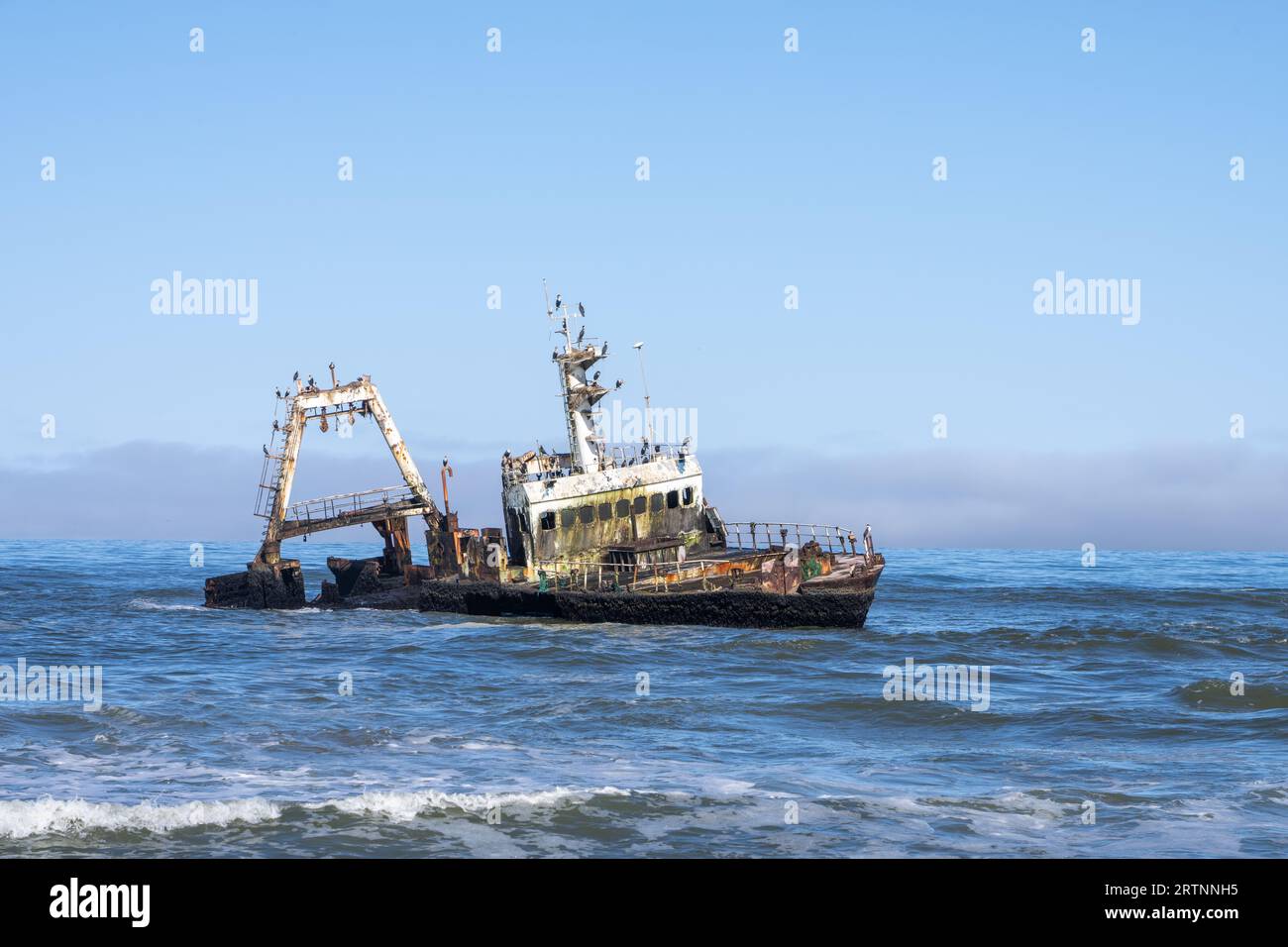 Flock of Cape cormorant or Cape shag (Phalacrocorax capensis) in Walvis ...