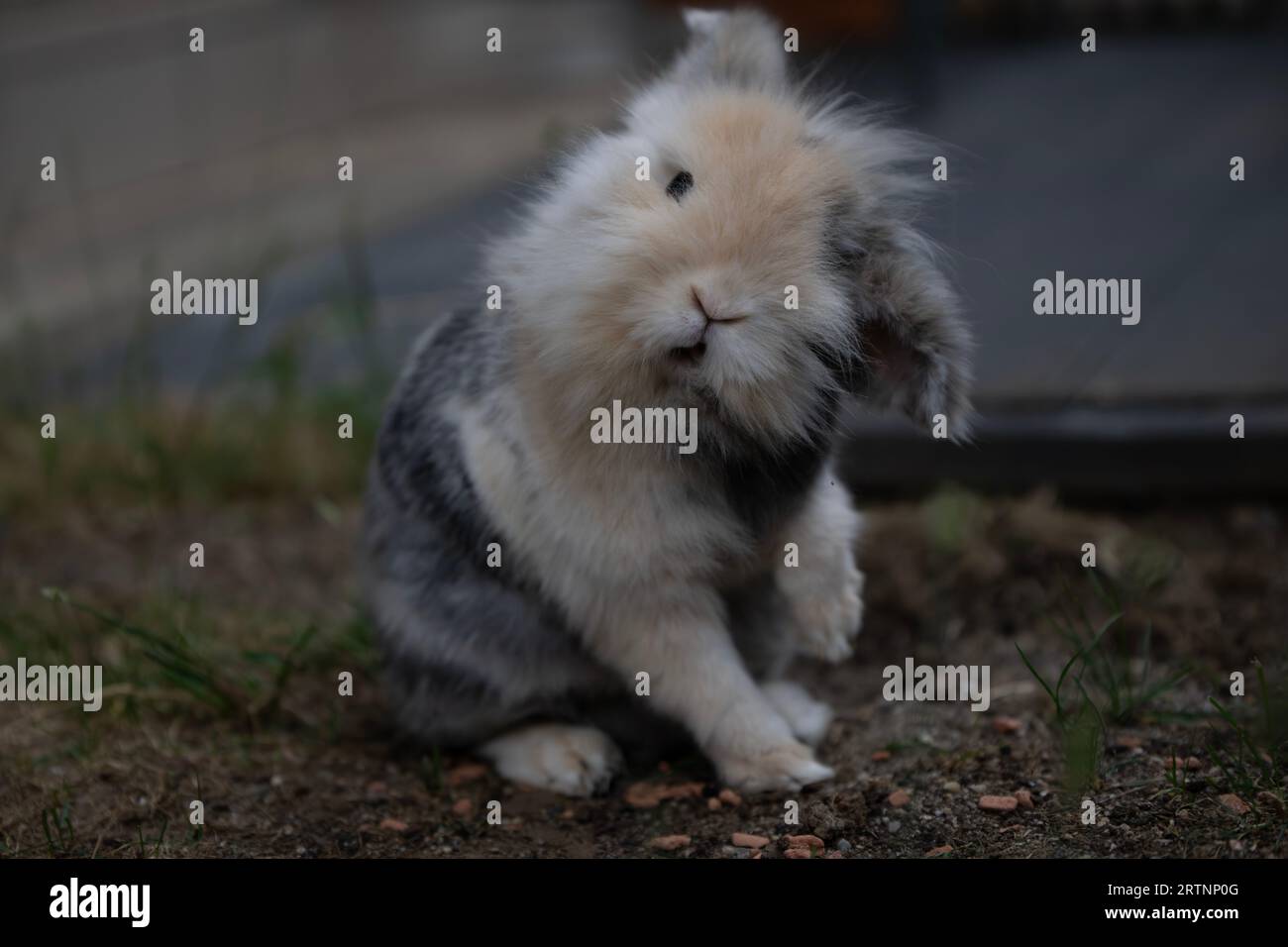 Lionhead rabbit people hi-res stock photography and images - Alamy