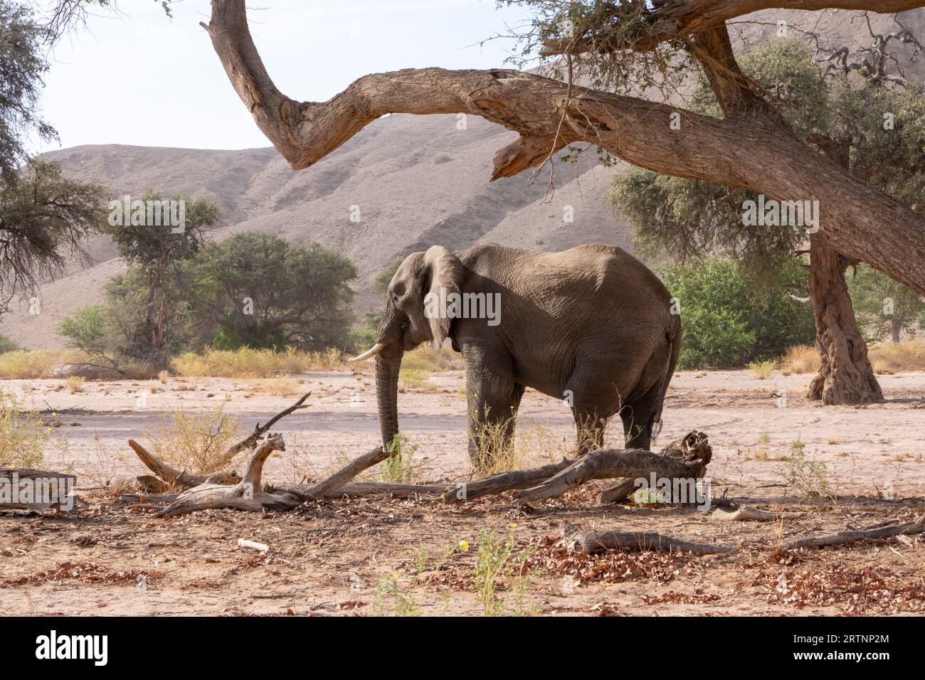 Desert elephants or desert-adapted elephants are not a distinct species ...