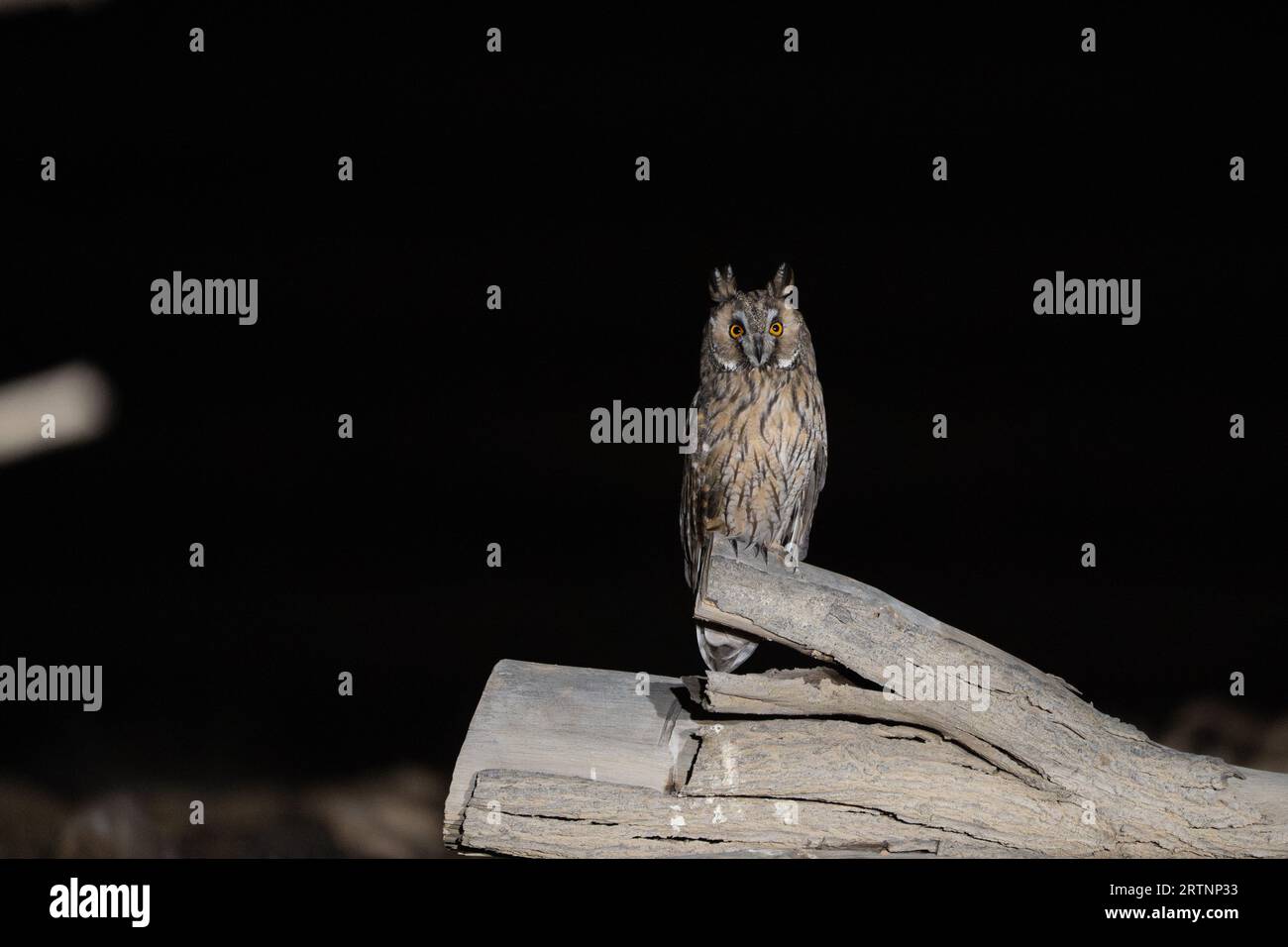 The long-eared owl (Asio otus), also known as the northern long-eared ...