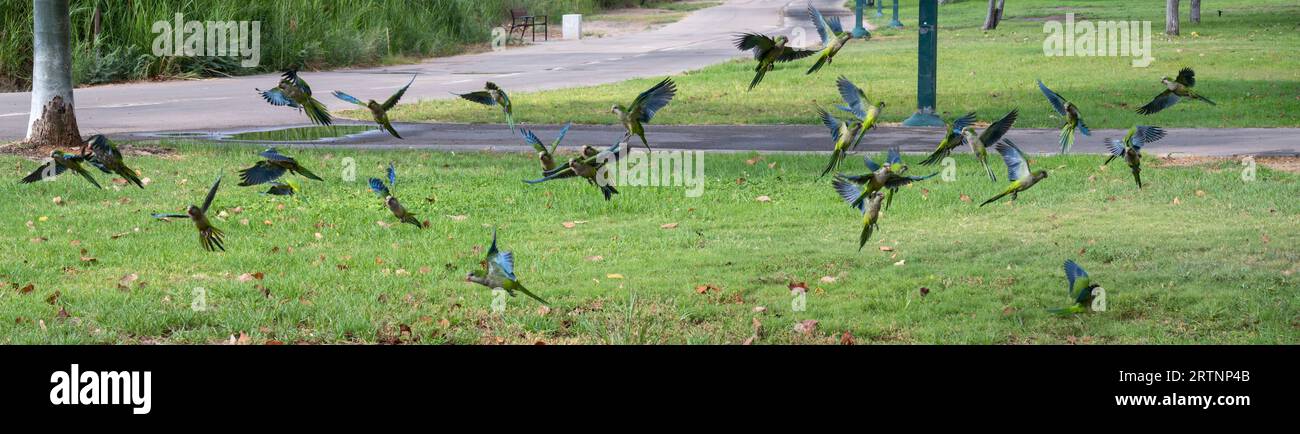 monk parakeet (Myiopsitta monachus), also known as the Quaker parrot ...