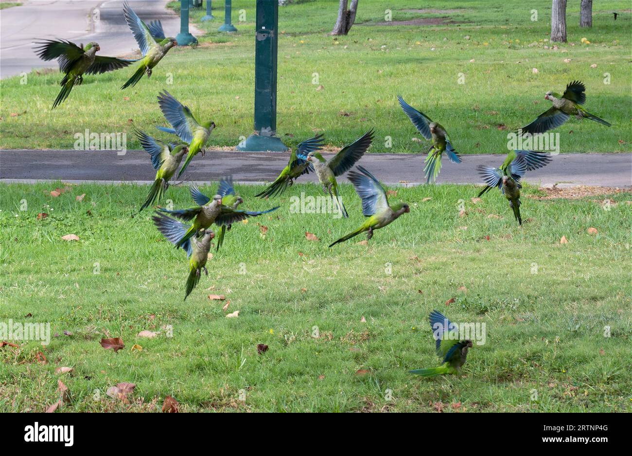 monk parakeet (Myiopsitta monachus), also known as the Quaker parrot ...