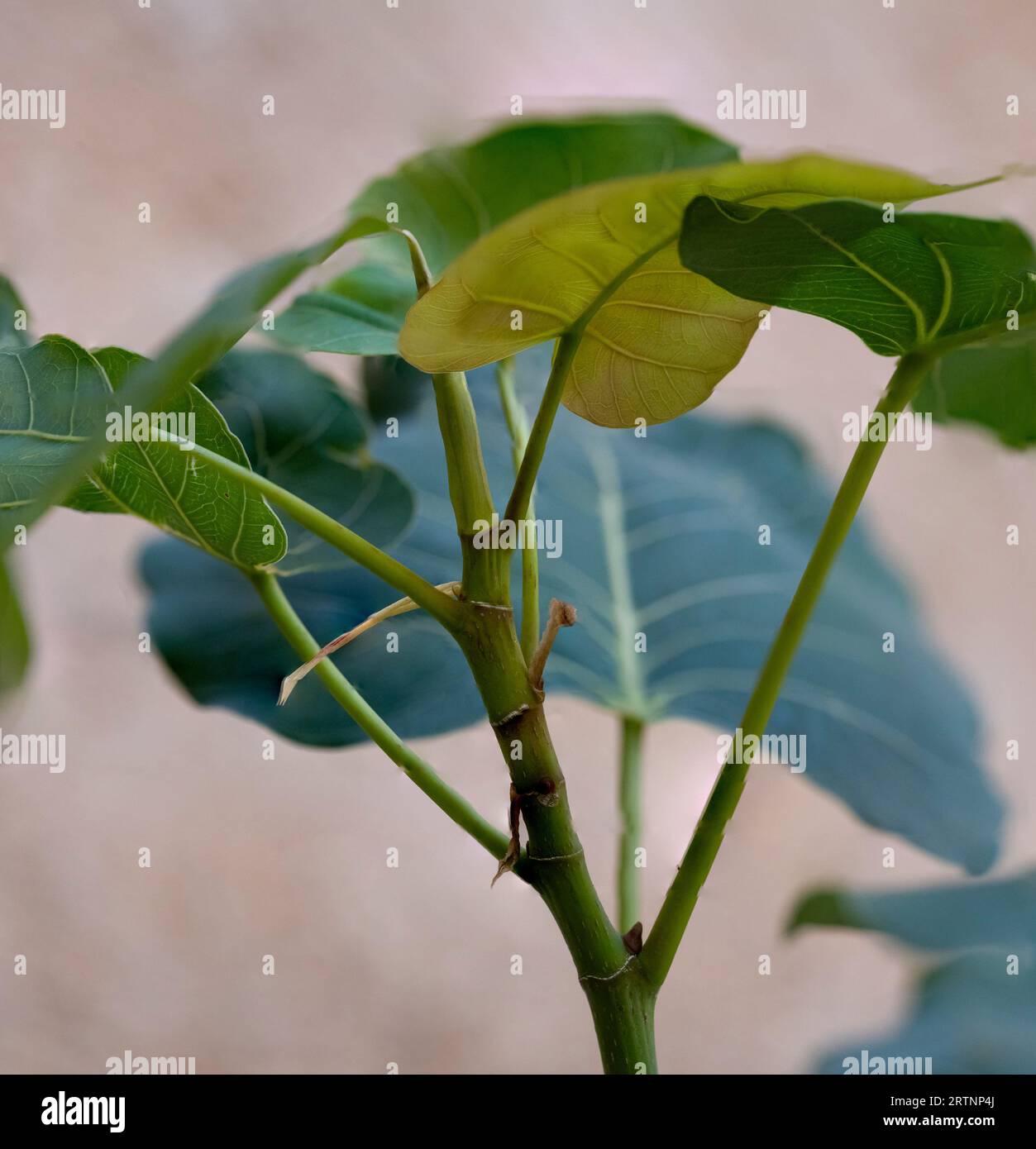Close Up of Sacred Fig, Bodhi Tree or Ficus Religiosa Leaves ...