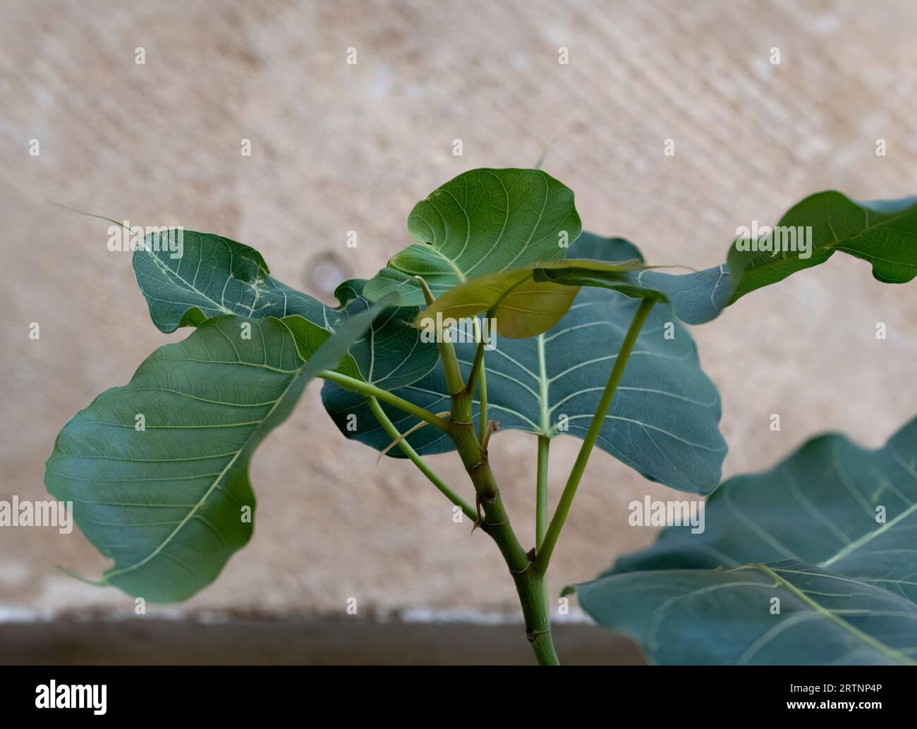 Close Up of Sacred Fig, Bodhi Tree or Ficus Religiosa Leaves ...