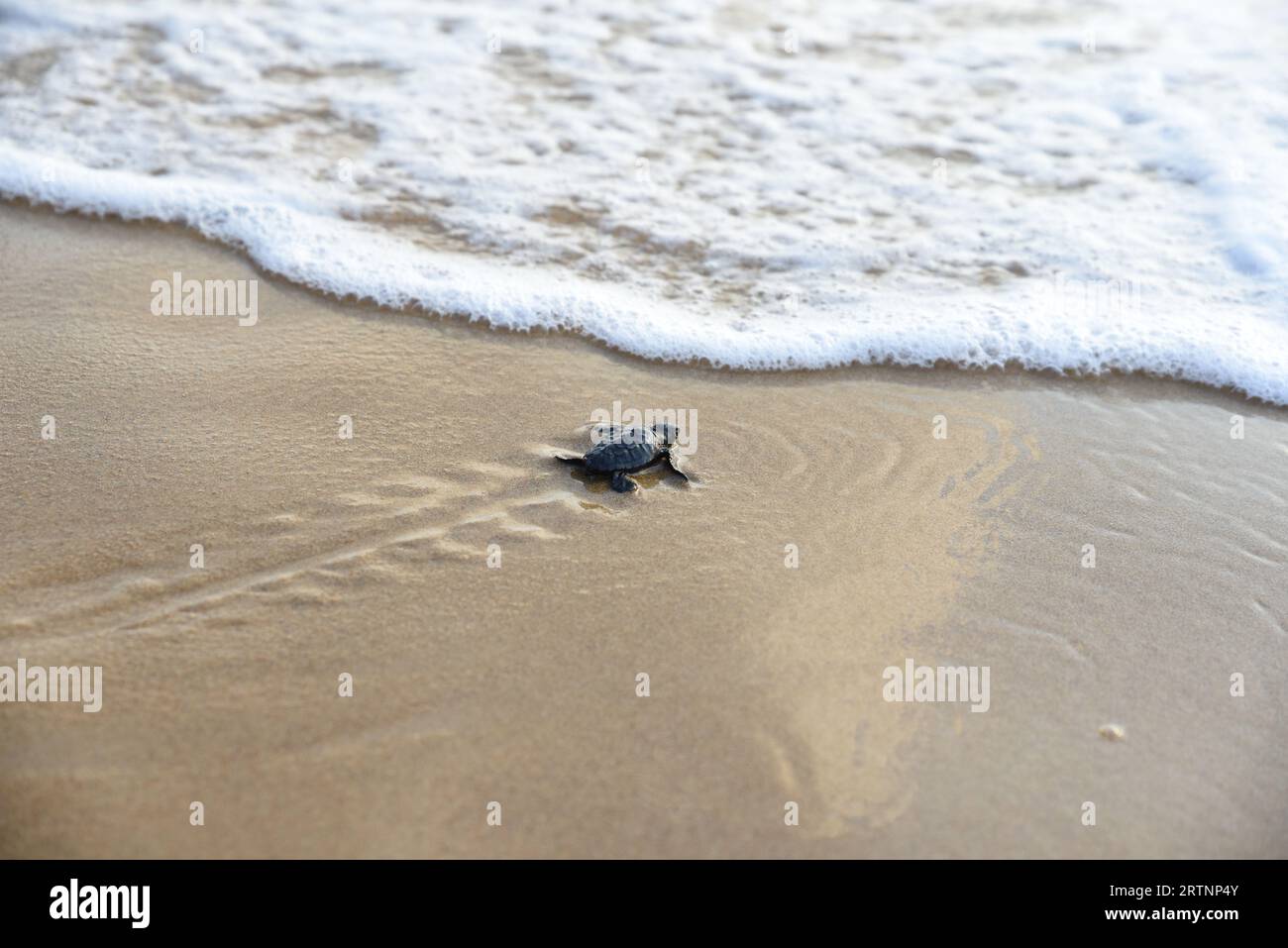 Hatching hatchlings hi-res stock photography and images - Alamy