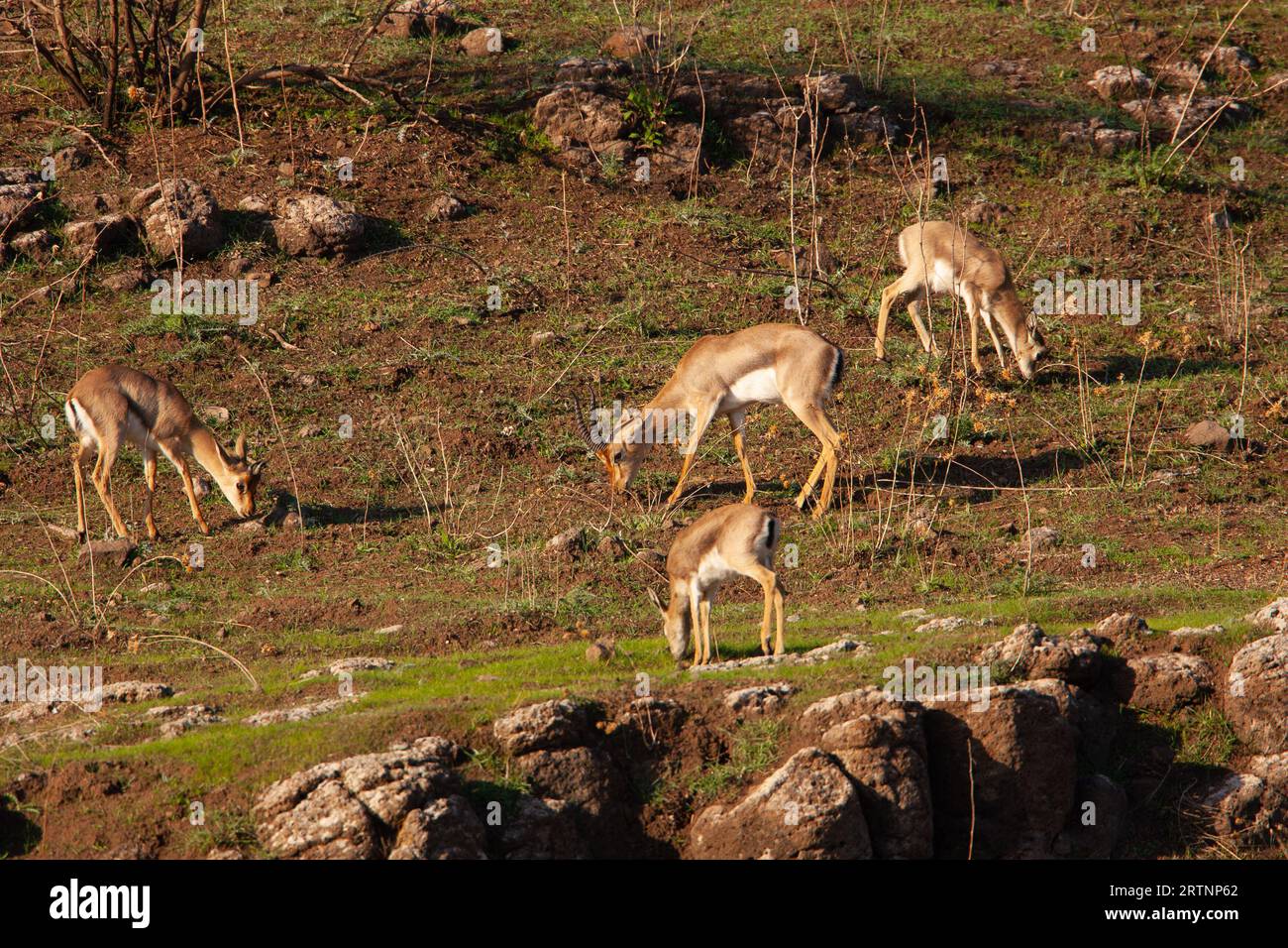 A heard of Mountain Gazelle (Gazelle gazelle). Photographed in Israel ...
