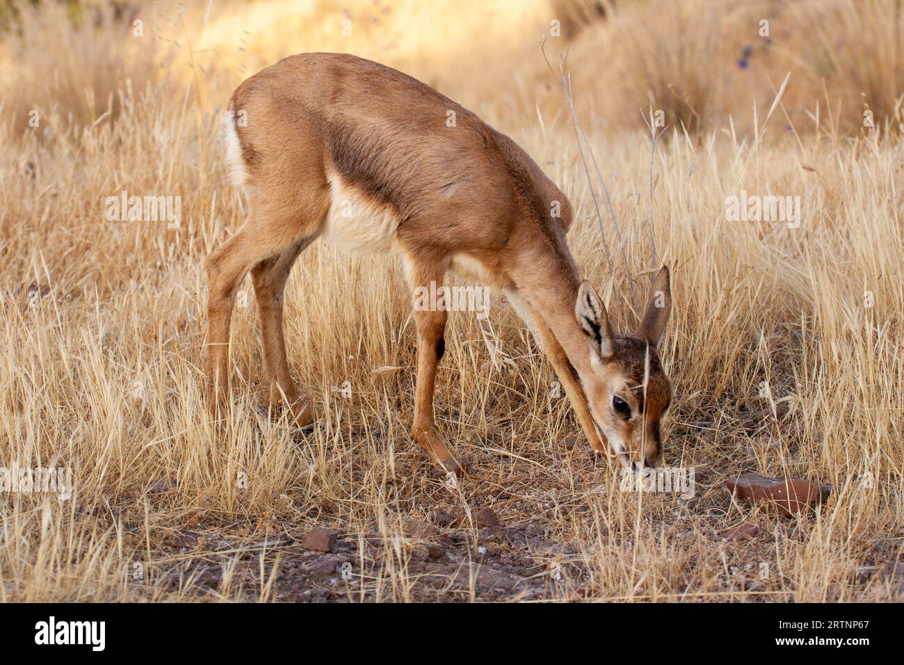 Mountain Gazelle (Gazelle gazelle). Photographed in Israel. The ...