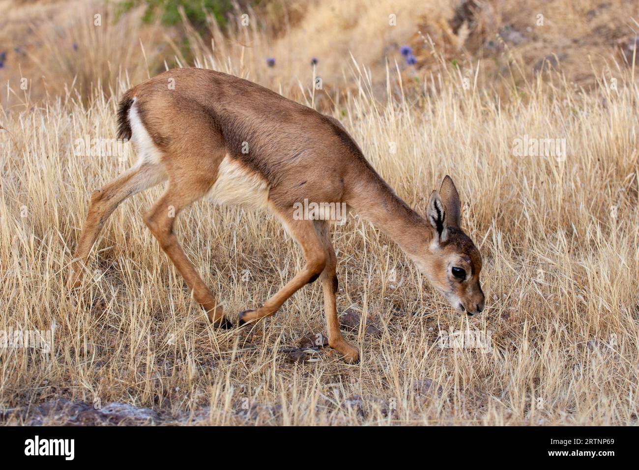 Mountain Gazelle (Gazelle gazelle). Photographed in Israel. The ...