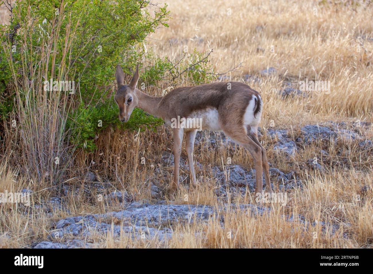 Mountain Gazelle (Gazelle gazelle). Photographed in Israel. The ...