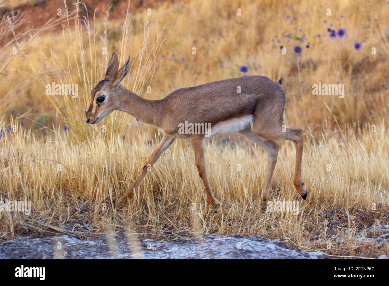 Mountain Gazelle (Gazelle gazelle). Photographed in Israel. The ...
