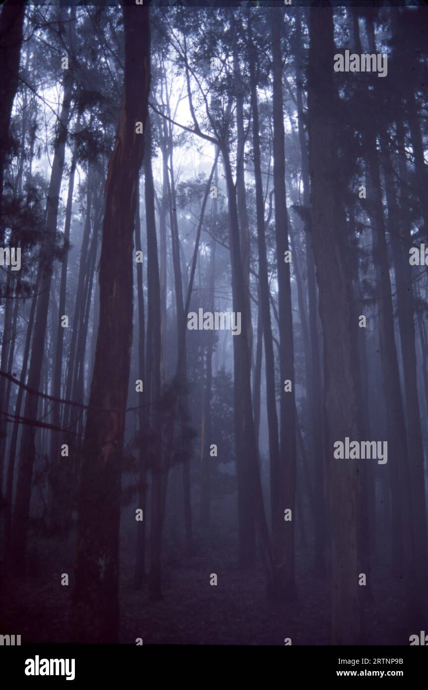 Trees & Forest at Doda Beta Point, Ooty, Tamil Nadu, India Stock Photo ...