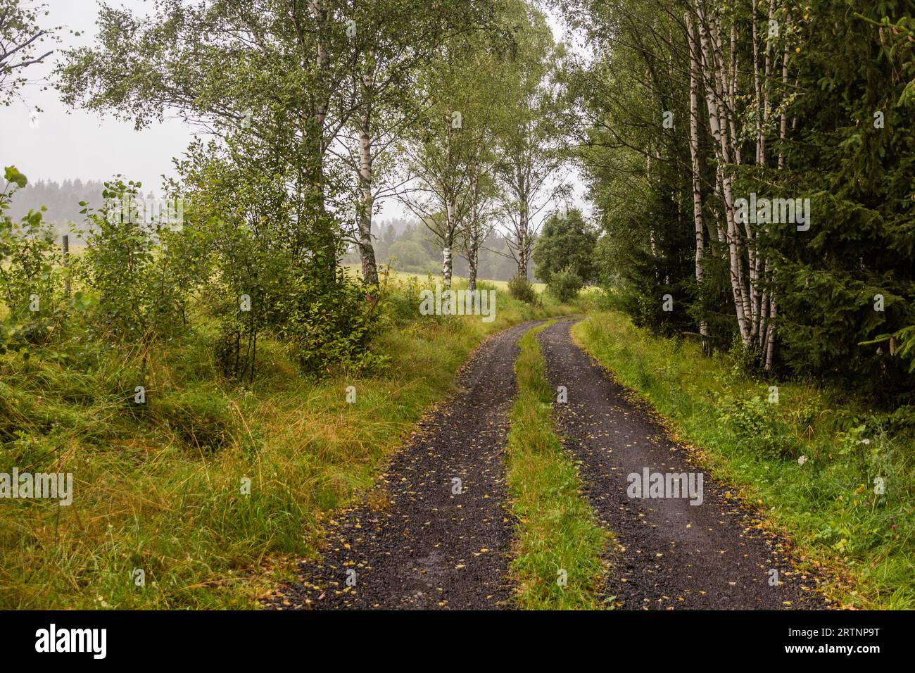 Countryside road through woods near hi-res stock photography and images ...