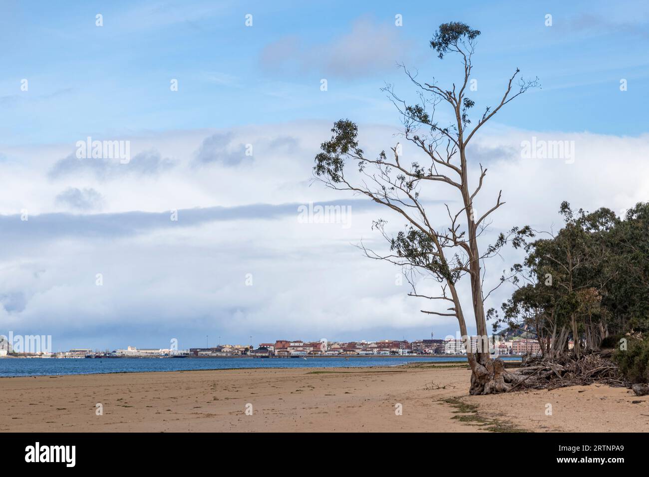 Coastal Eucalyptus Wonderland: Serene Beauty of Laredo's Northern ...