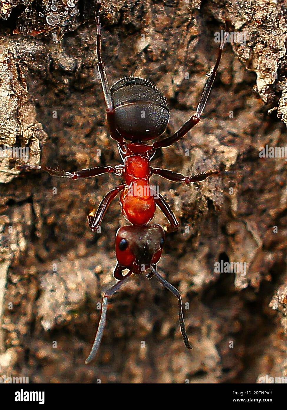 Nimble animal hi-res stock photography and images - Alamy