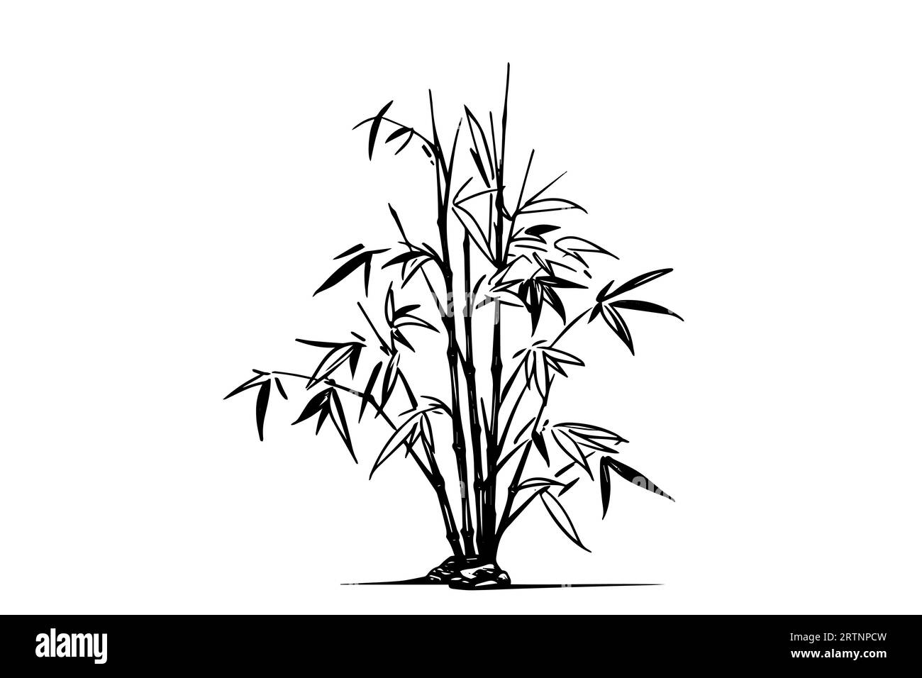 Hand drawn ink sketch of bamboo leaves and branches. Vector ...
