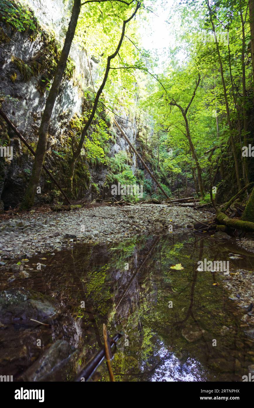 Velky sokol hi-res stock photography and images - Alamy