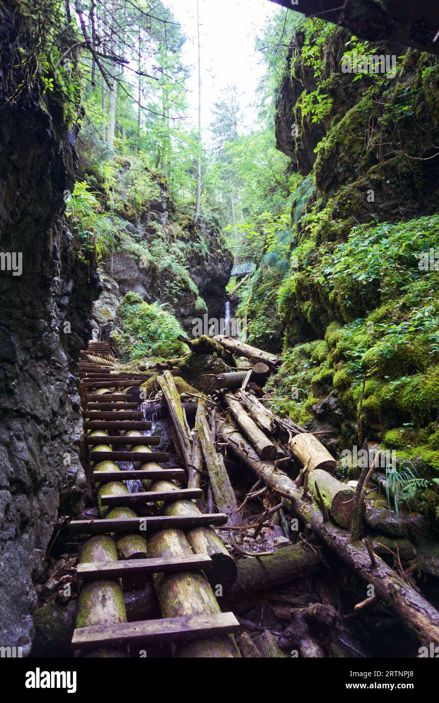 Velky sokol hi-res stock photography and images - Alamy