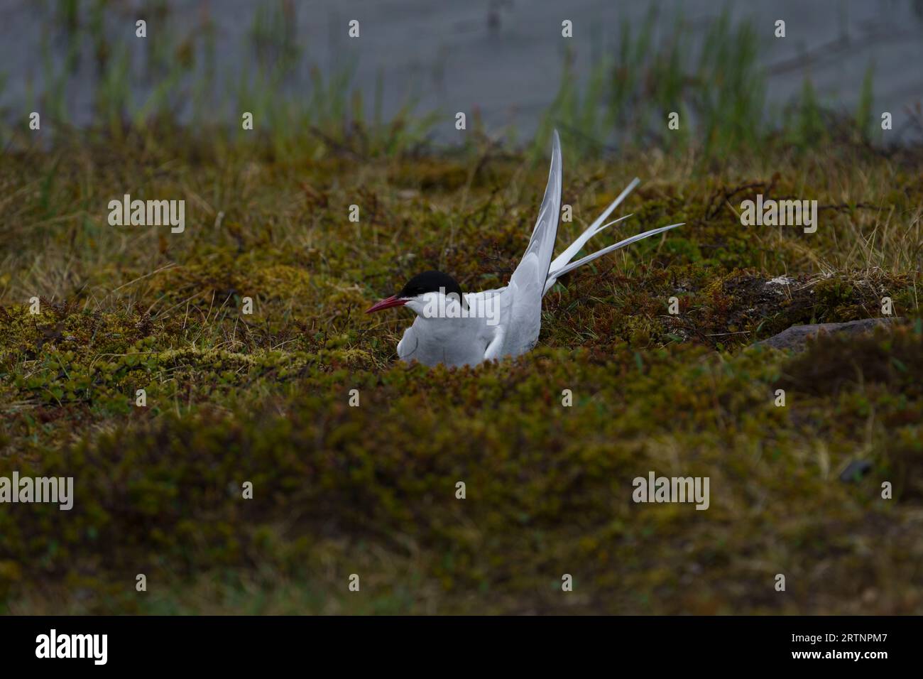 Sterna Paradisaea Family Laridae Genus Sterna Arctic tern wild nature seaside bird photography ...