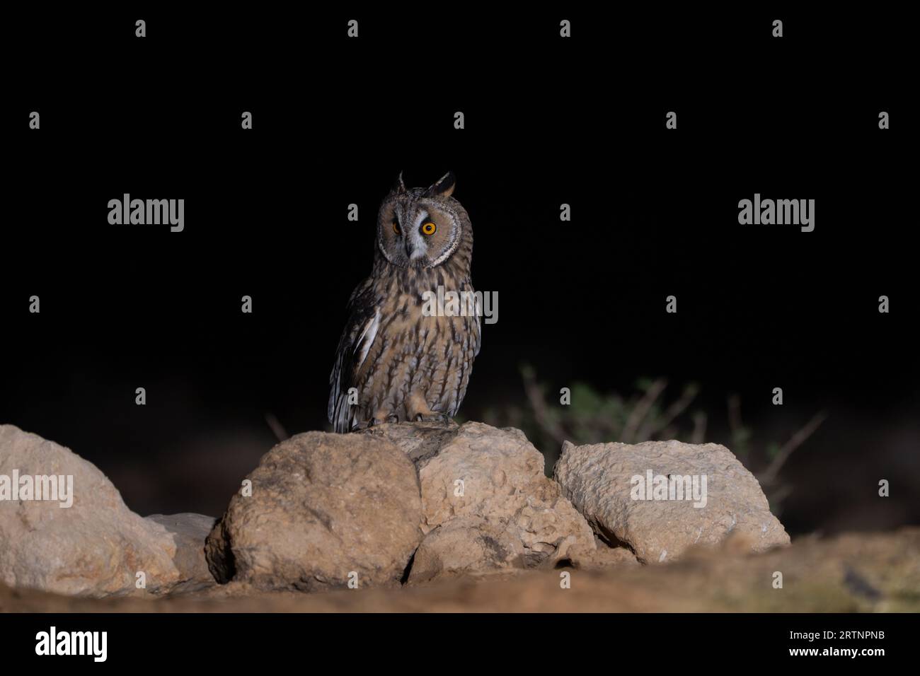 The long-eared owl (Asio otus), also known as the northern long-eared ...