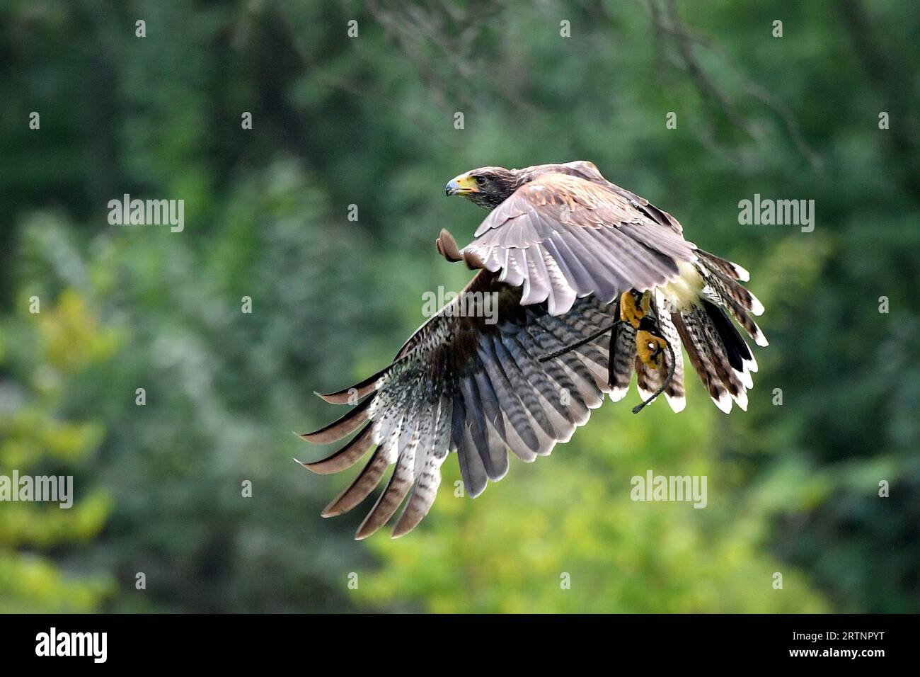 Olomouc, Czech Republic. 14th Sep, 2023. Harris's hawk flying at a bird ...