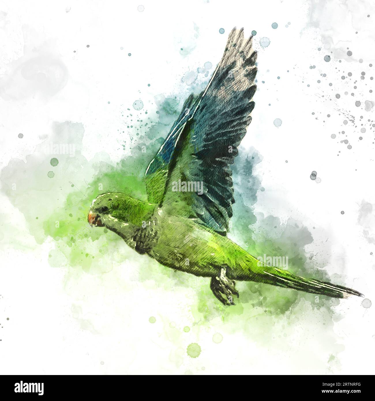 Digitally enhanced image of a monk parakeet (Myiopsitta monachus), also ...