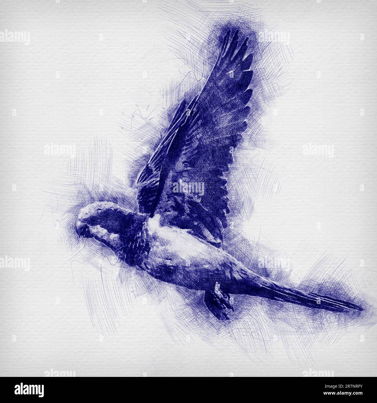 Digitally enhanced image of a monk parakeet (Myiopsitta monachus), also ...