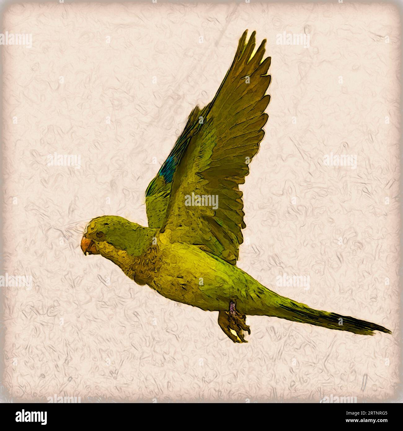 Digitally enhanced image of a monk parakeet (Myiopsitta monachus), also ...