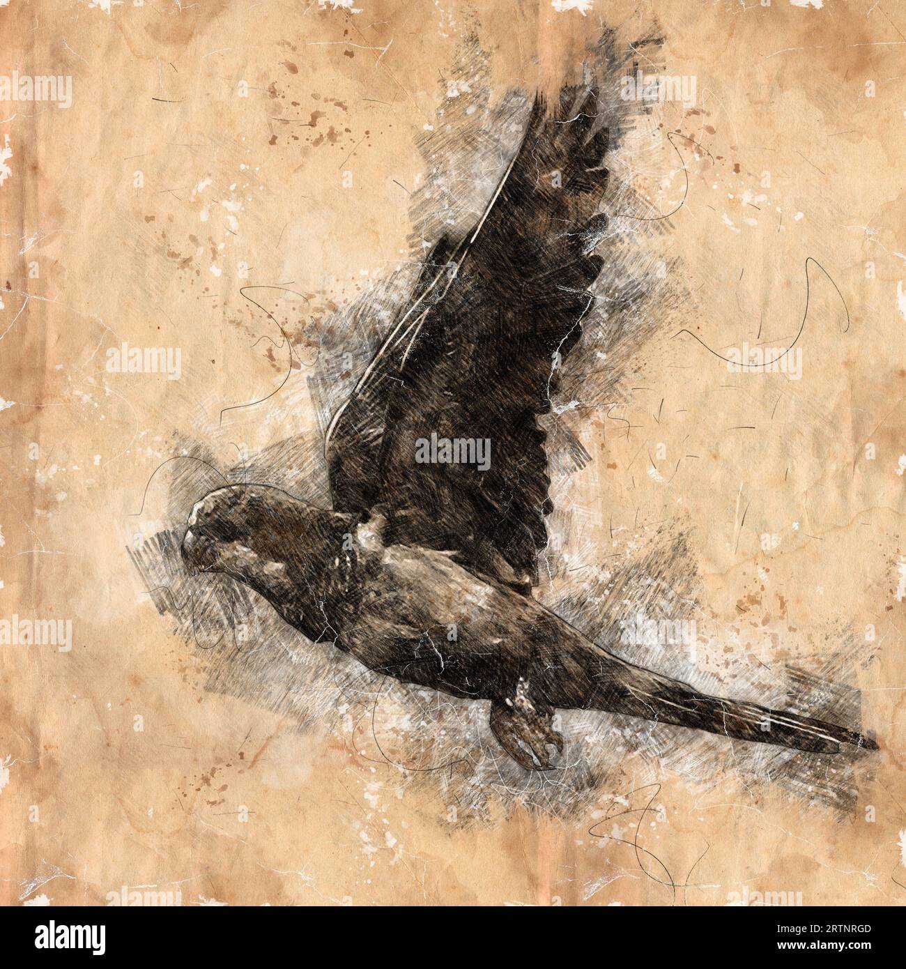 Digitally enhanced image of a monk parakeet (Myiopsitta monachus), also ...